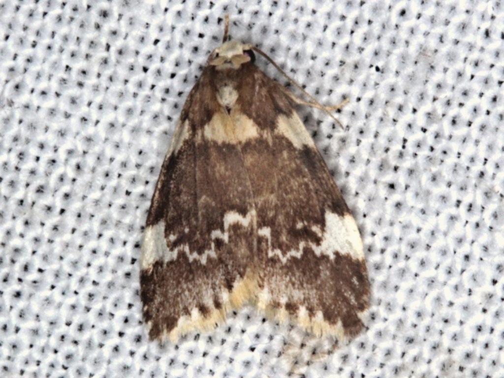 Halone pteridaula from Morwell National Park, Fosters Gully Track ...