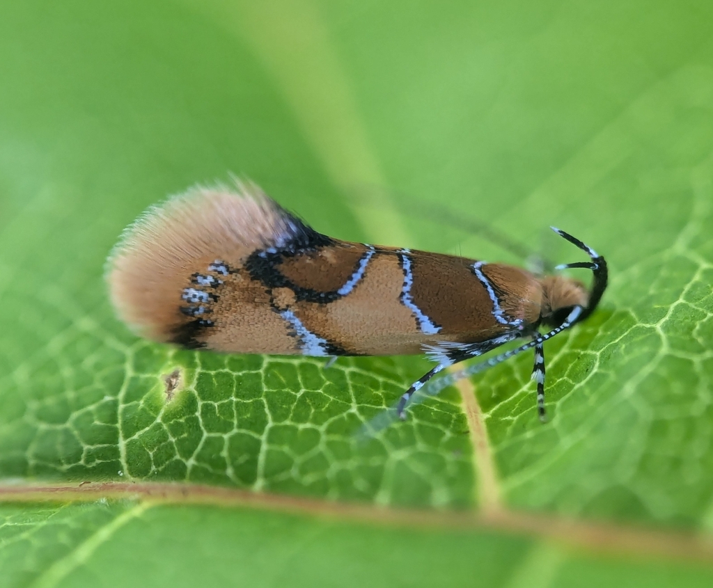 Orange-headed Callima Moth from Glendale, Queens, NY, USA on June 17 ...