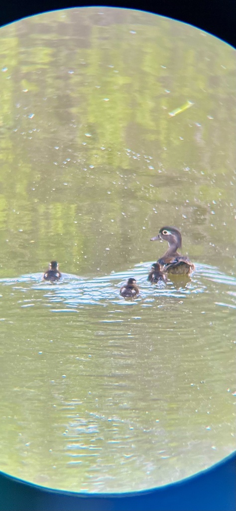 Wood Duck from Union Bay, Seattle, WA, US on June 17, 2024 at 09:46 AM ...