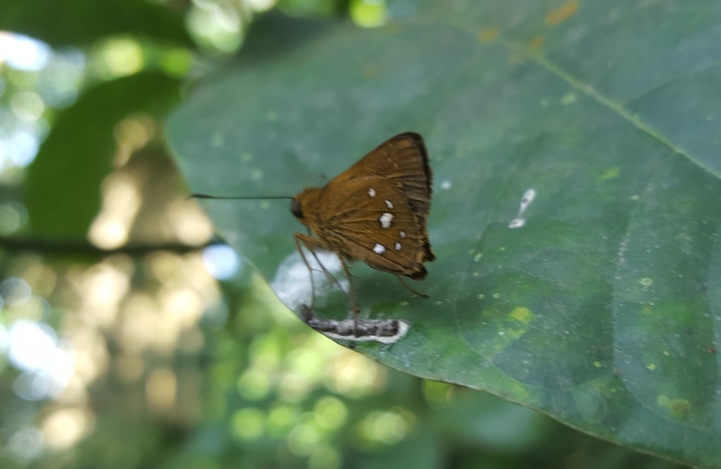 Pheraeus fastus from Guarapiranga, São Paulo - SP, Brasil on April 12 ...