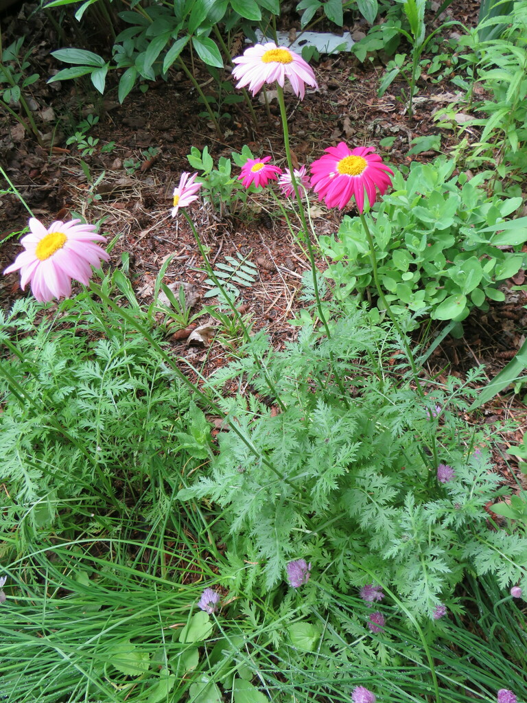 Pyrethrum from Maple Creek, SK S0N 1N0, Canada on June 17, 2024 at 02: ...
