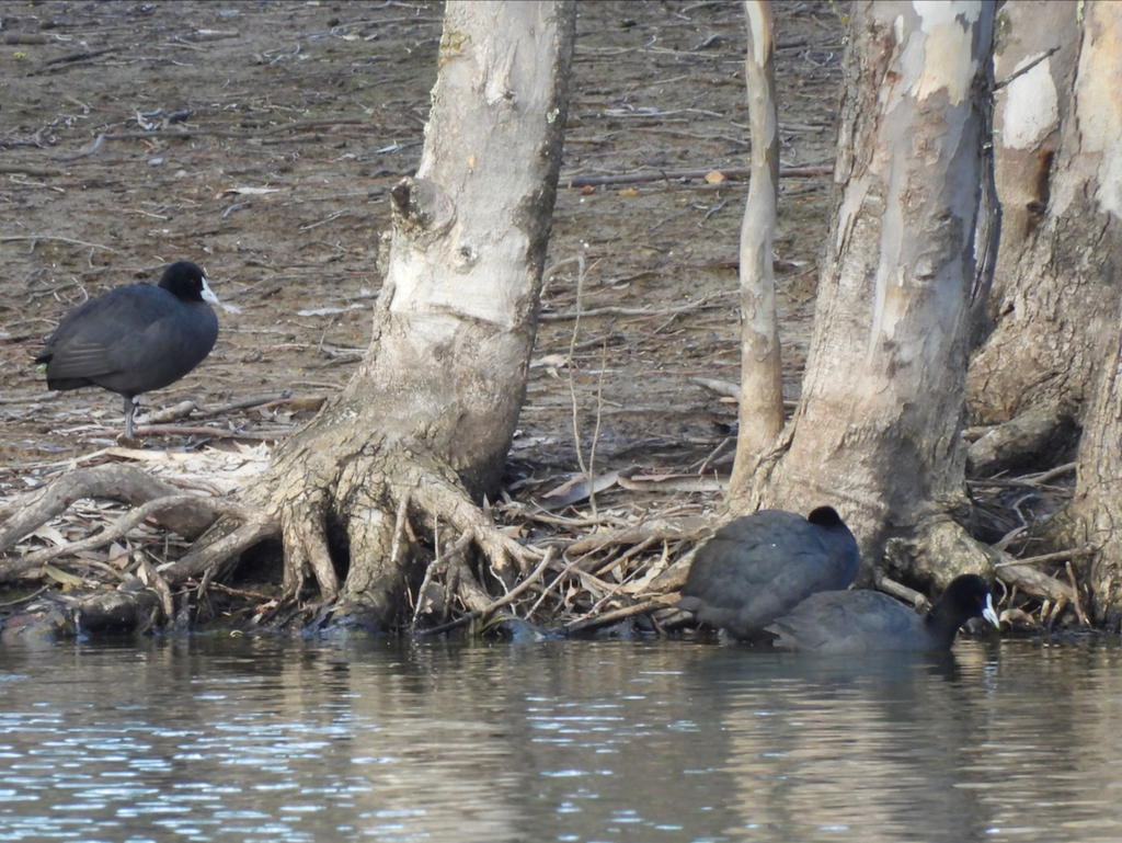 Australasian Coot from Yan Yean VIC 3755, Australia on June 17, 2024 at ...