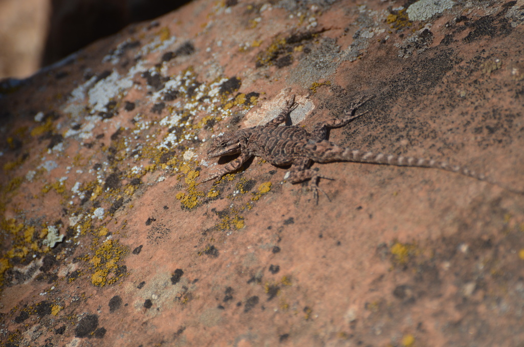 Ornate Tree Lizard in June 2024 by tree__fr0g · iNaturalist