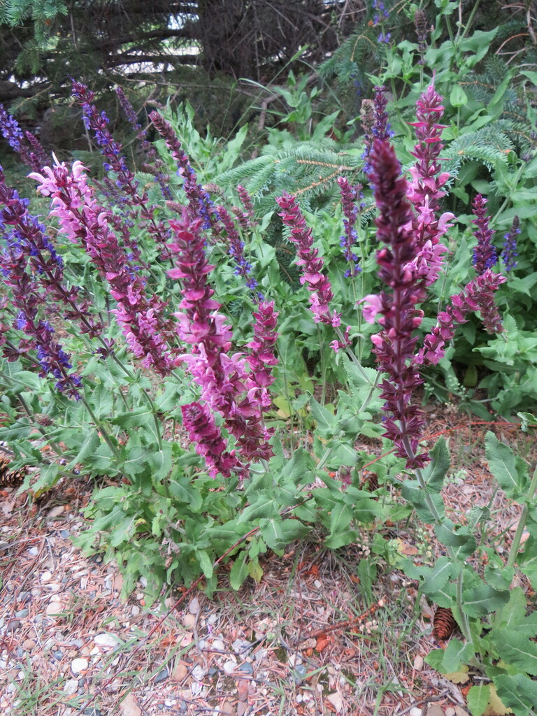Purple Wood Sage from Maple Creek, SK S0N 1N0, Canada on June 17, 2024 ...