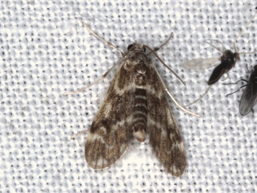 Pond moth from Morwell National Park, Grand Strzelecki Track, Section N ...
