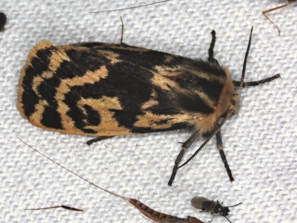 Crimson Tiger Moth from Morwell National Park, Grand Strzelecki Track ...