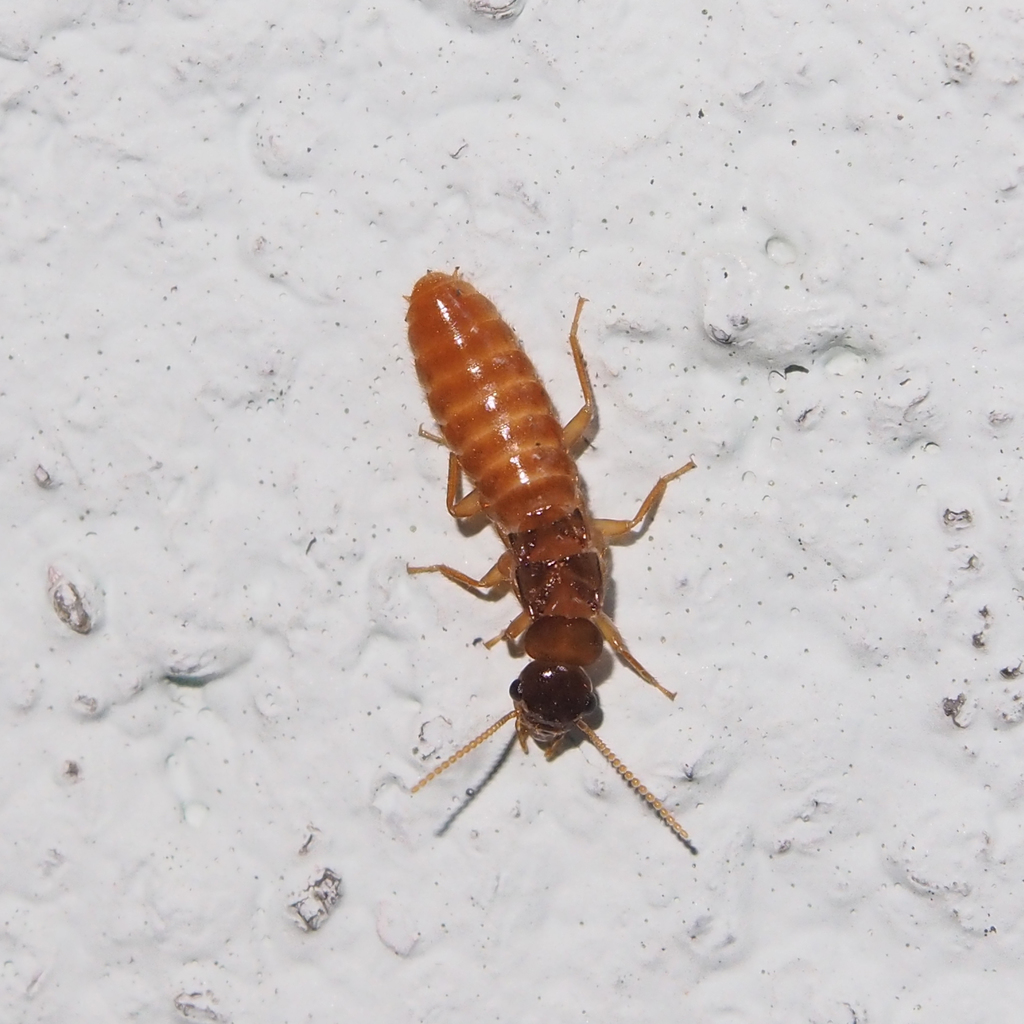 Formosan Subterranean Termite Blattodea Cockroaches And Termites Of
