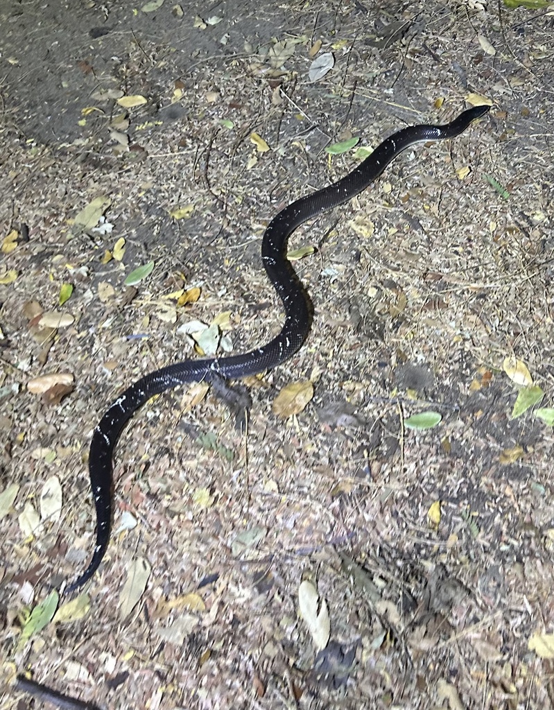 Mexican Burrowing Python from Área de Acampar -Refugio de Vida ...