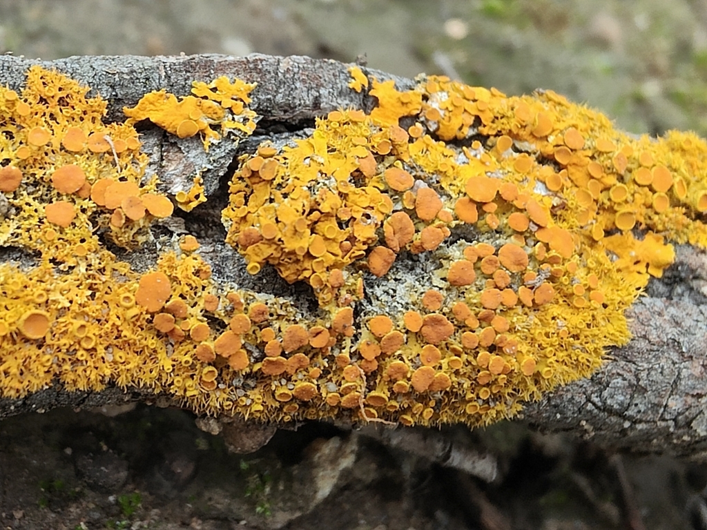 Common Sunburst Lichen from Cudlee Creek SA 5232, Australia on June 17 ...
