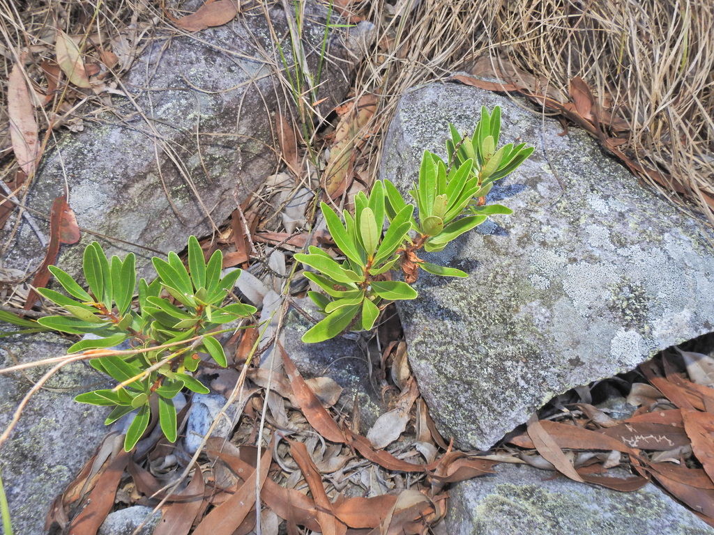 Samadera from St Mary QLD 4650, Australia on June 17, 2024 at 02:28 PM ...