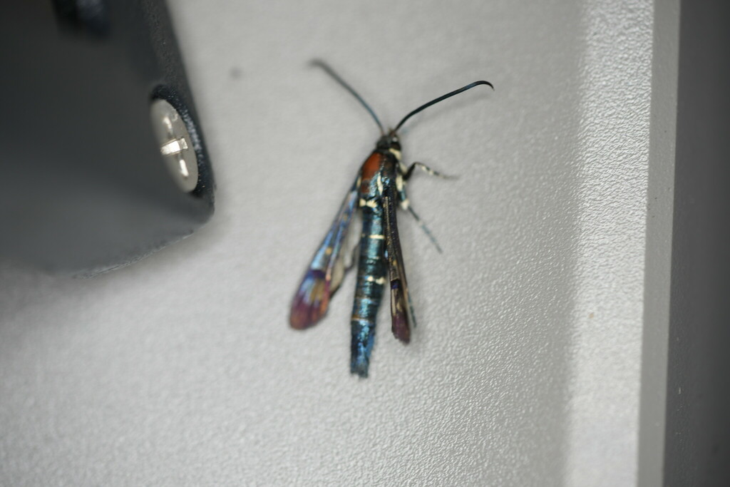 Lesser Peachtree Borer Moth from South Baton Rouge, Baton Rouge, LA ...