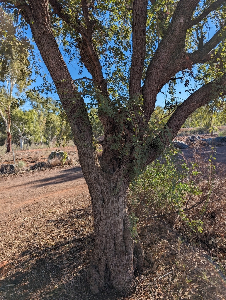 Jigal Tree from De Grey WA 6722, Australia on June 9, 2024 at 03:13 PM ...