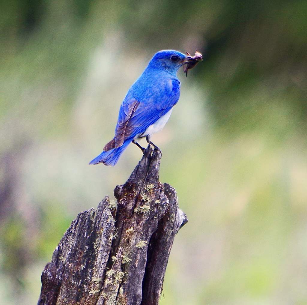 Mountain Bluebird from Columbia Wetlands Viewpoint Trail, Windermere ...