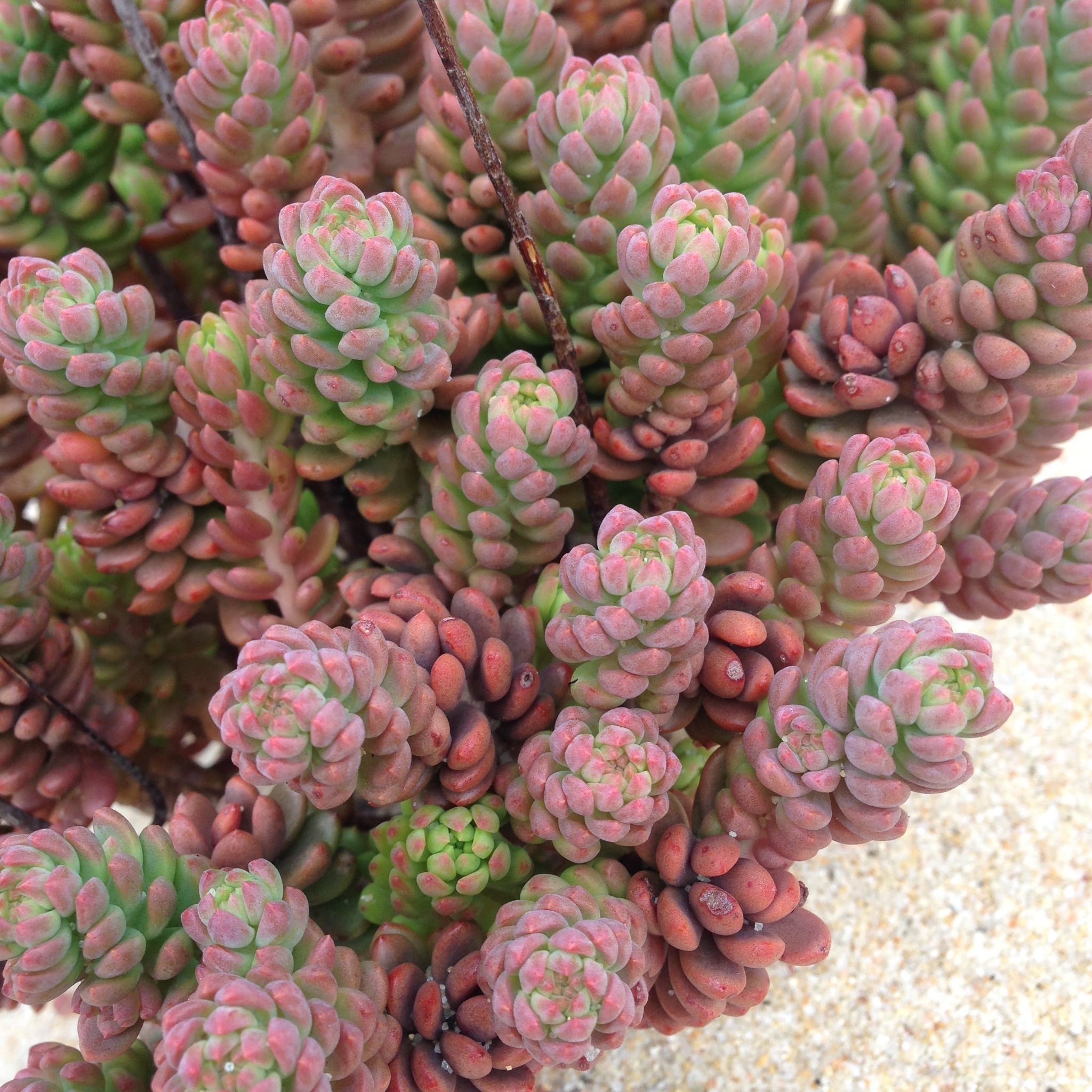 Sedum Sediforme