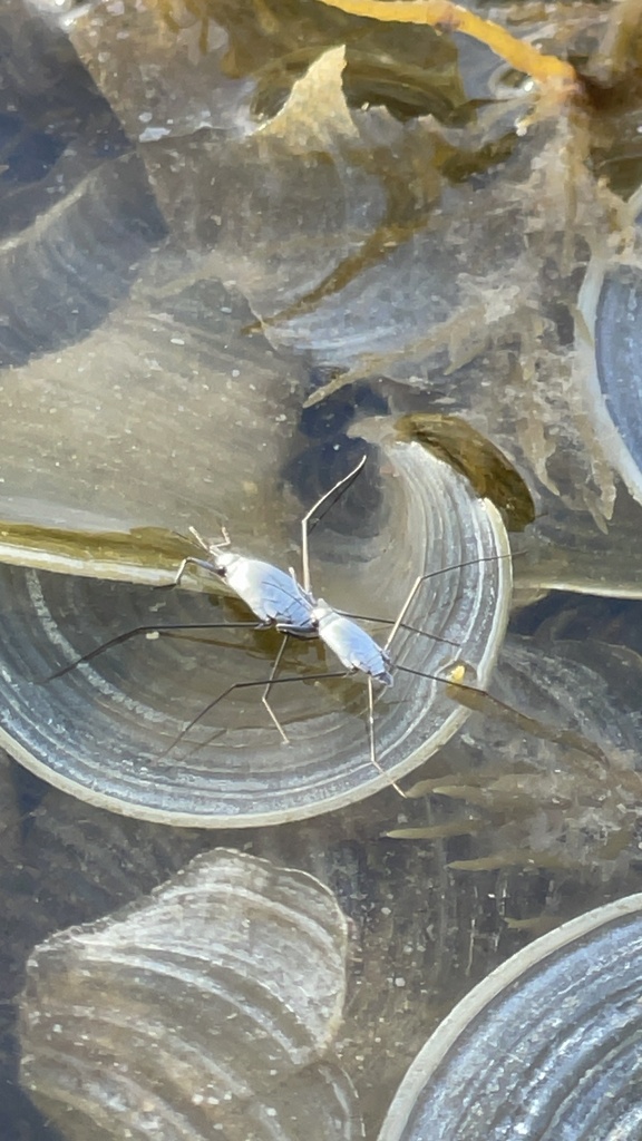 Sea Skaters from Teluk Melano, Sarawak, MY on June 17, 2024 at 06:02 PM ...