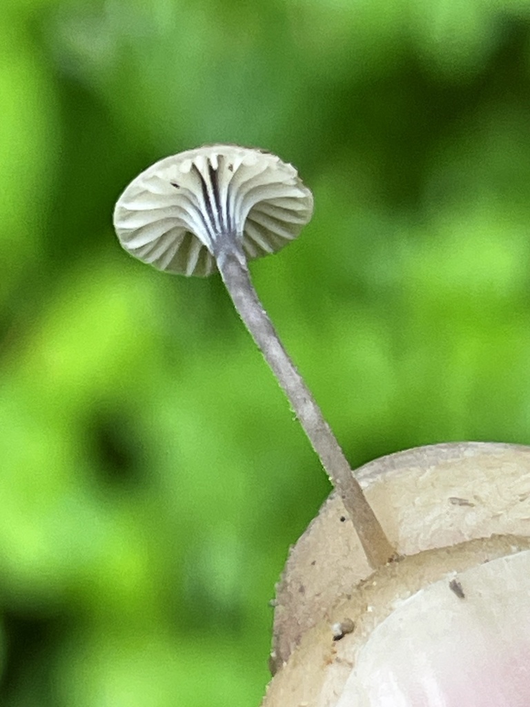 Collared Mosscap from I-90 W, Issaquah, WA, US on June 17, 2024 at 11: ...