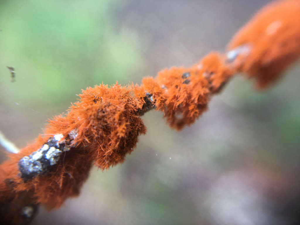 Orange Terrestrial Algae (Trentepohliales) - Botanical Realm