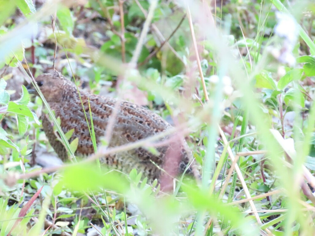 Brown Quail from Advancetown QLD 4211, Australia on June 17, 2024 at 03 ...