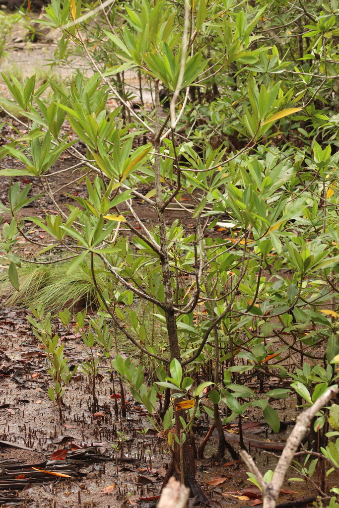 Tea Mangrove in June 2024 by 05gi02el03 · iNaturalist