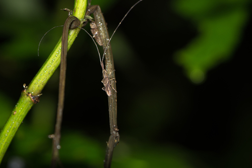 Genus Cleptometopus · iNaturalist