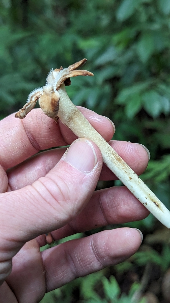 madder family from Cube, Ecuador on June 17, 2024 at 04:41 PM by ...