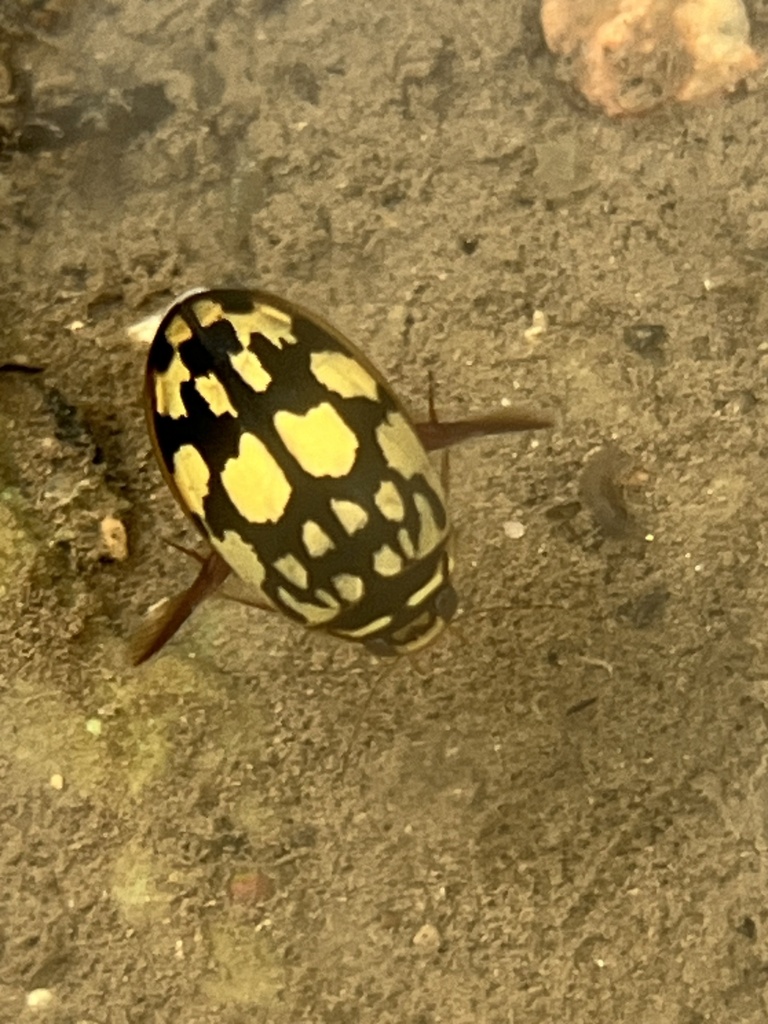 Sunburst Diving Beetle from Hamilton Pool Rd, Dripping Springs, TX, US ...