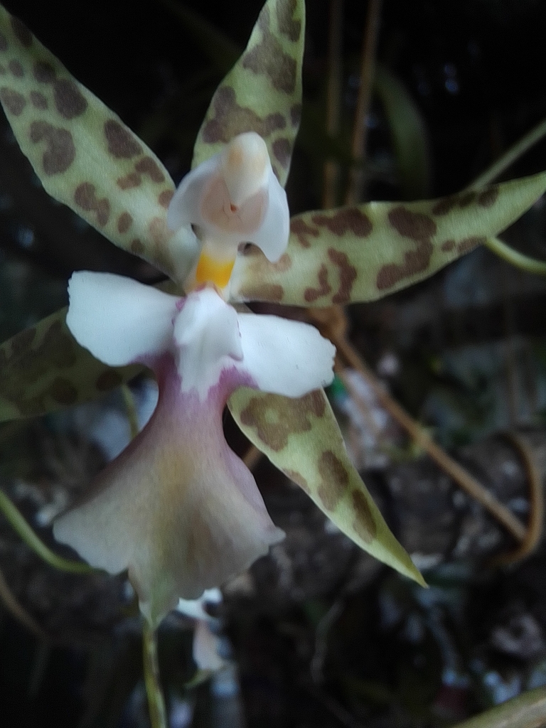 Stellata in June 2024 by Manuel Nicolás Madrigal Pérez · iNaturalist