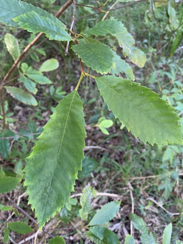 Callicoma from Glenrock State Conservation Area, Whitebridge, NSW, AU on June 18, 2024 at 09:35 ...