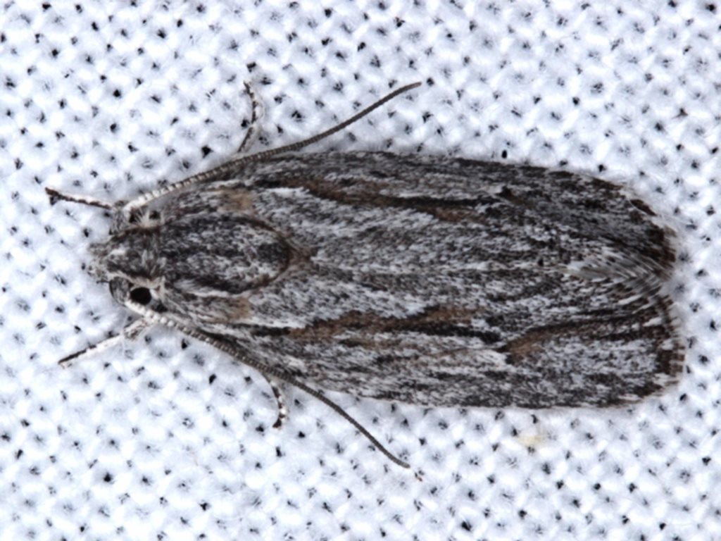 Grey Agriophara Moth from Stringybark Walk, Nhill-Harrow Rd, Little ...