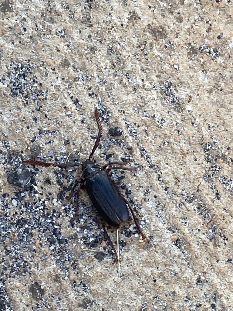 Tile-horned Prionus from Deutz Dr, Locust Grove, GA, US on June 17 ...