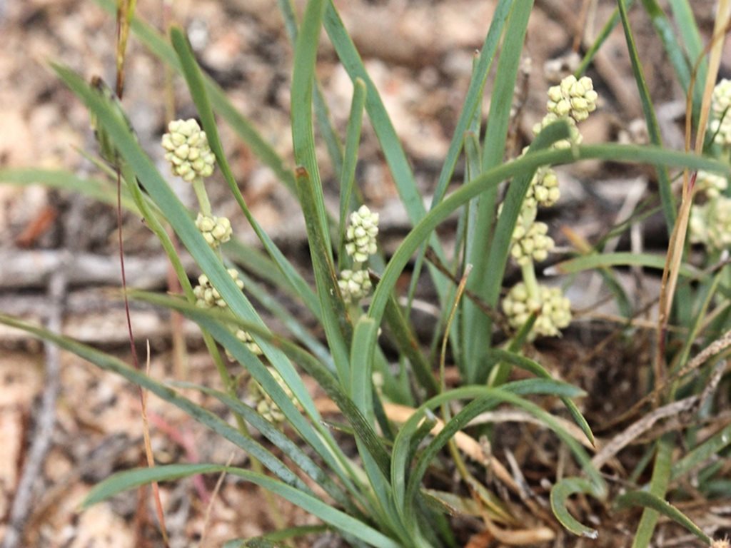 dwarf mat-rush from Kiata Nature Conservation Reserve, Kiata VIC 3418 ...