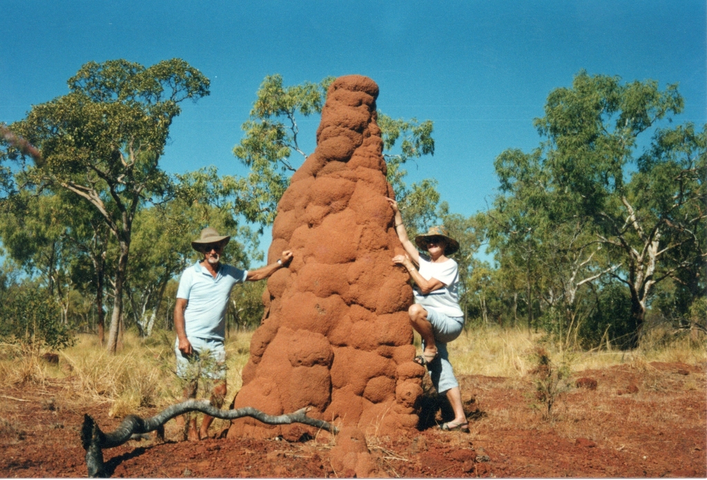 Higher Termites from Delamere NT 0852, Australia on July 27, 2003 by ...