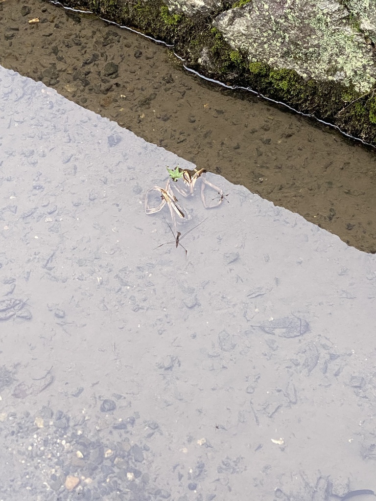 Giant Water Strider from Fushimi Inari Taisha Shrine, Kyoto, Kyoto, JP ...