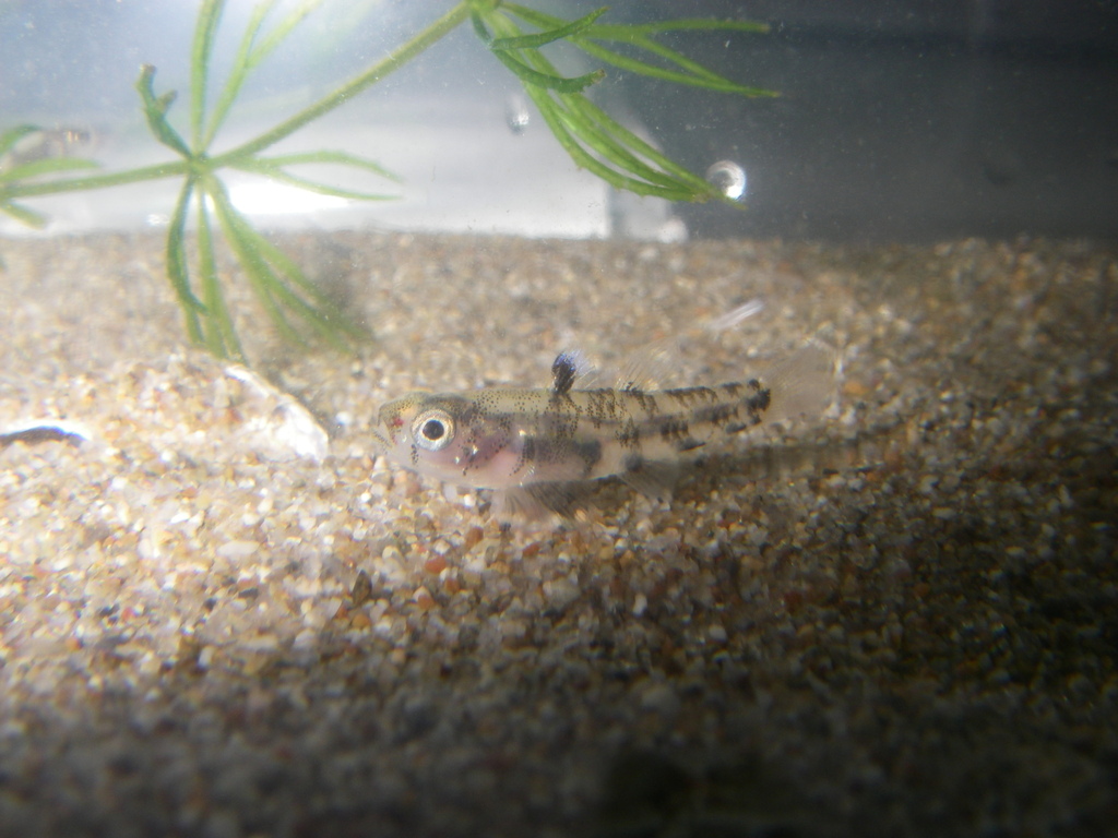 Pandaka in April 2007 by Shin.YD -iKBM. ゴマハゼ · iNaturalist