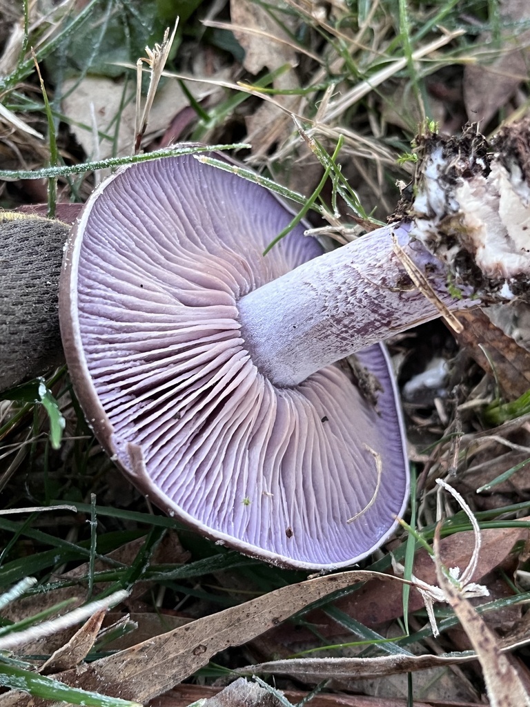Blewit from Potts Rd, Taradale, VIC, AU on June 18, 2024 at 07:41 AM by ...