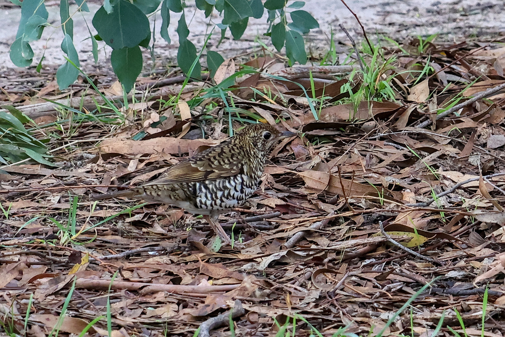 Bassian Thrush from Traralgon VIC 3844, Australia on June 6, 2024 at 10 ...