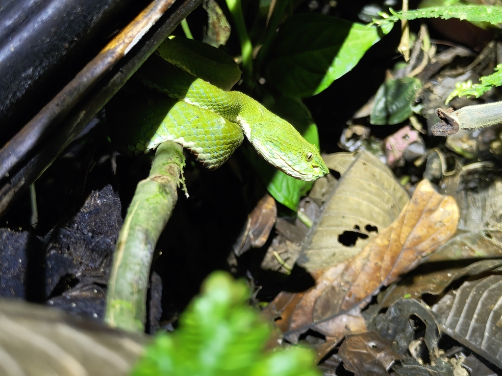 Ecuadorian Eyelash-Viper from Cube, Ecuador on June 14, 2024 at 10:35 PM by Sebastián Aparicio ...