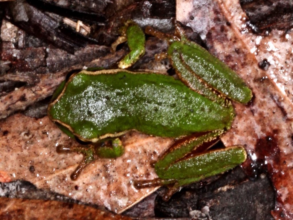 Southern Leaf Green Tree Frog from Buckland Rd, near entrance to ...