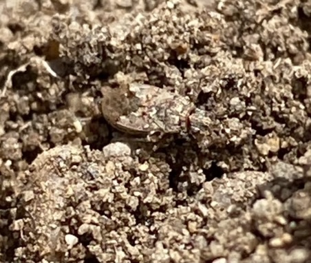 True Bugs, Hoppers, Aphids, and allies from Chinggis, Khentii, Mongolia ...