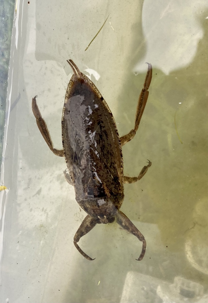 American Giant Water Bug from Reesor Lake, Cypress County, AB, CA on ...