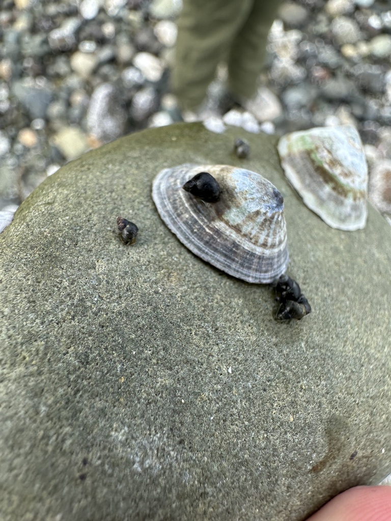 Mask Limpet from US-101, Lilliwaup, WA, US on June 17, 2024 at 05:08 PM ...