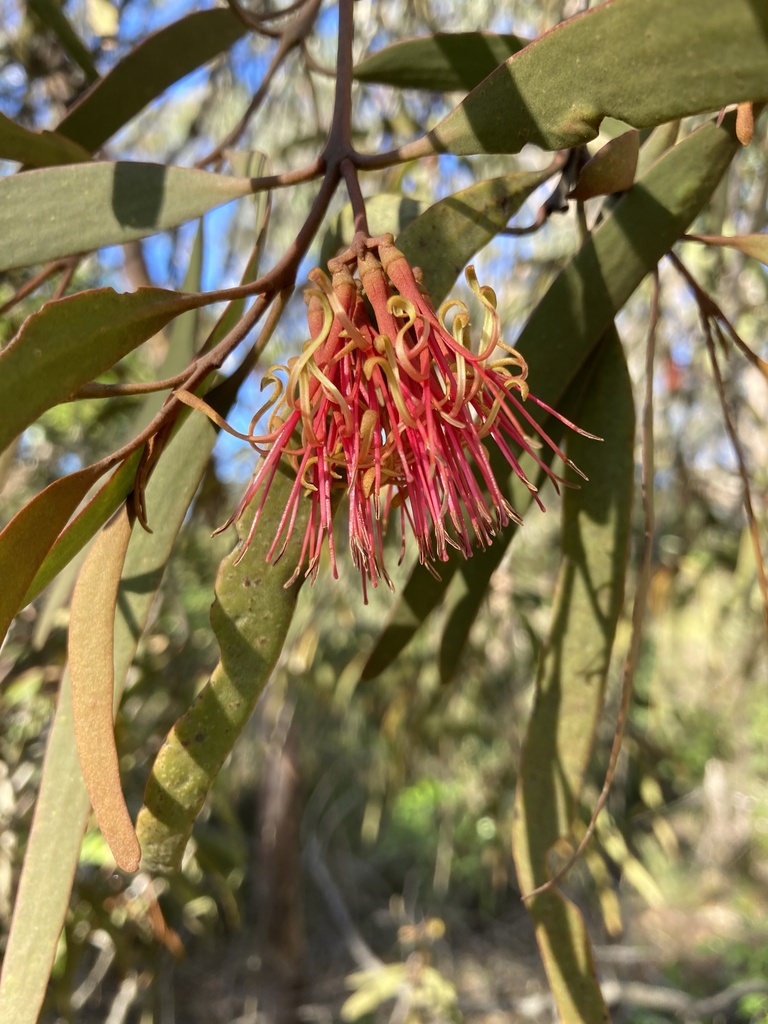drooping mistletoe from Mount View Ave, Woodford, NSW, AU on June 18 ...