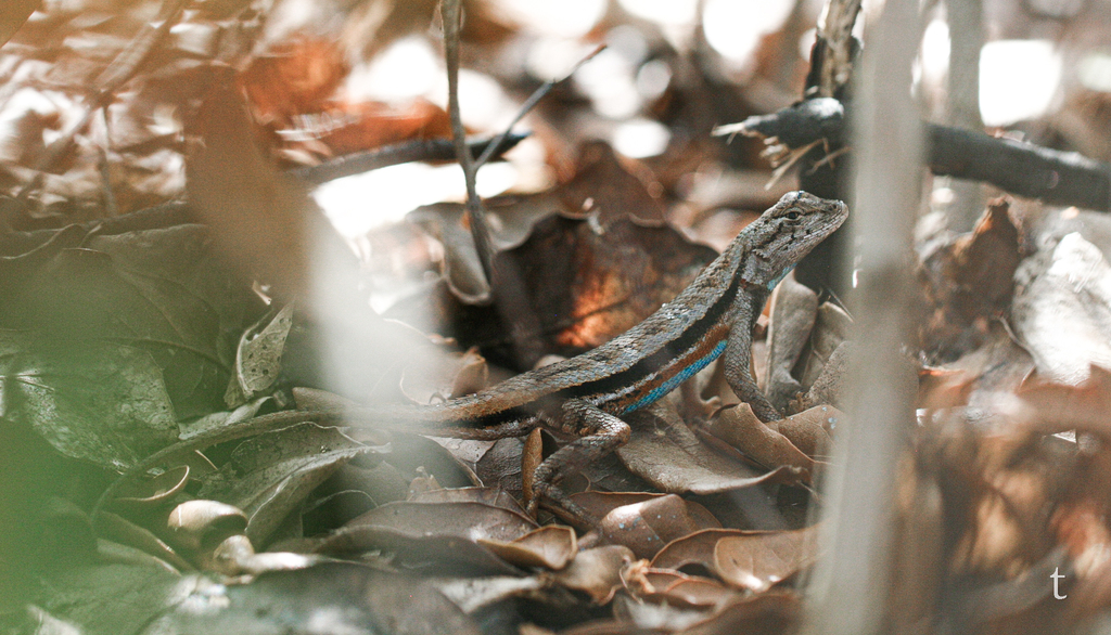 Florida Scrub Lizard in March 2023 by Tony Colbert. Several individuals ...
