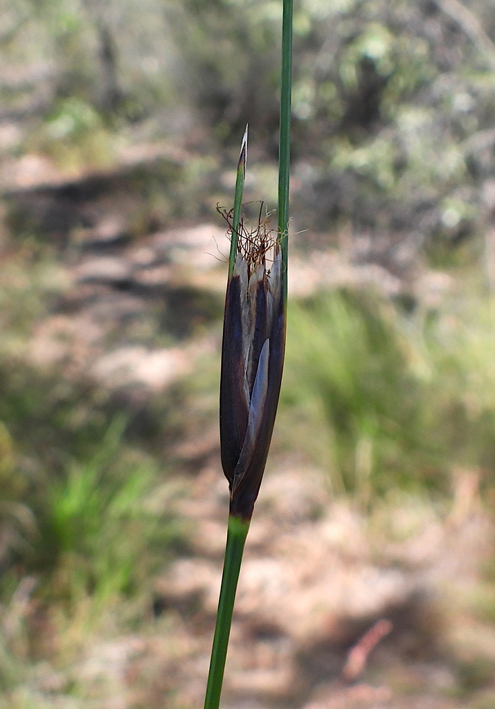 Feather Sedge from Wild Horse Mountain, Coochin Creek QLD 4519 ...