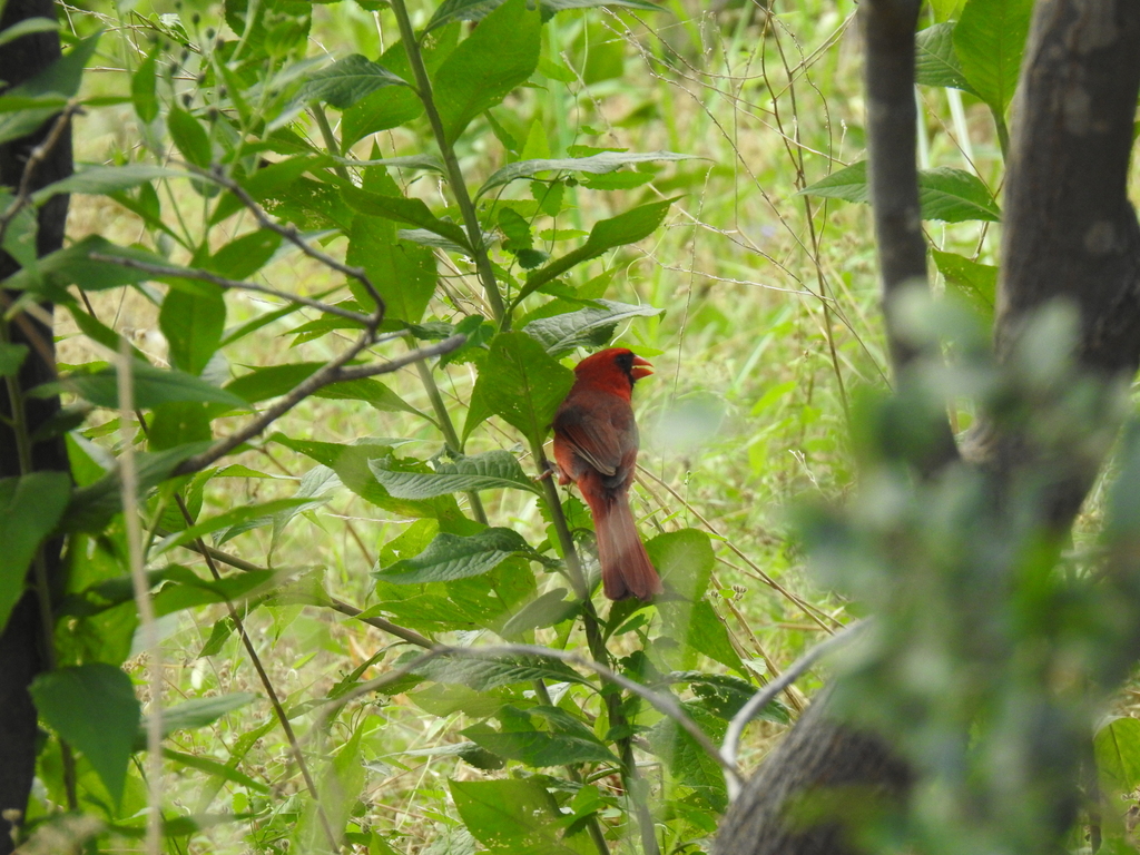 Northern Cardinal from North Central, Carrollton, TX, USA on June 17 ...