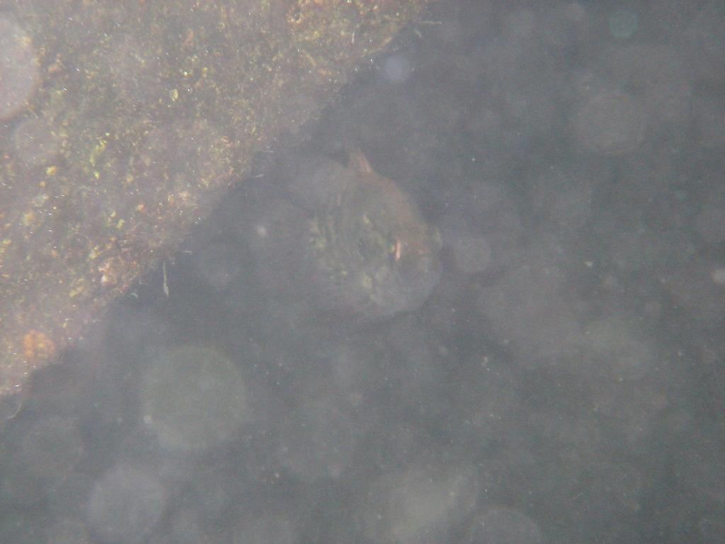 Japanese Perch in August 2008 by Shin.YD -iKBM · iNaturalist