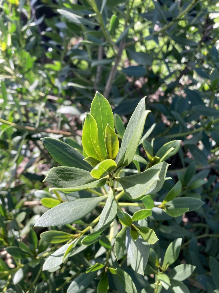 common boobialla from Burndap Park, Maribyrnong, VIC, AU on June 18 ...