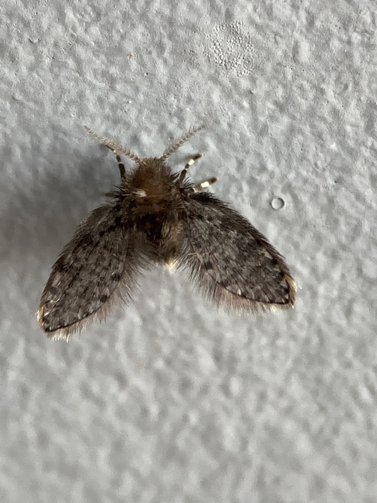 Moth Flies from Burraneer Rd, Coomba Park, NSW, AU on June 18, 2024 at ...