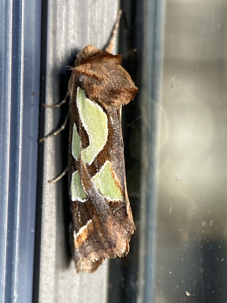 Green-blotched Moth from Burraneer Rd, Coomba Park, NSW, AU on June 18 ...