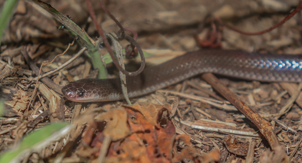 Northern Small-eyed Snake from Middle Point NT 0822, Australia on April ...